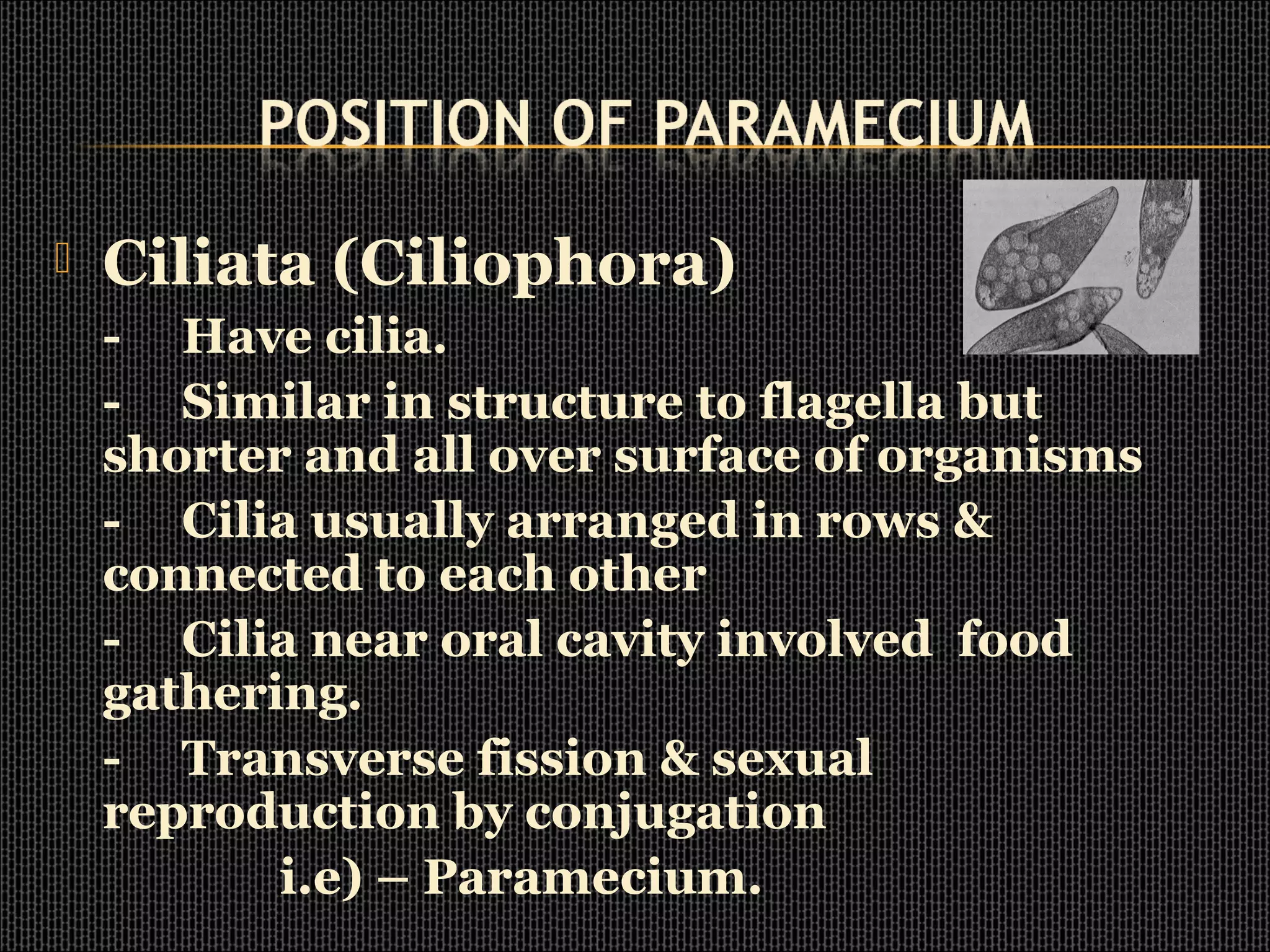 Paramecium | PPT