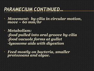 Paramecium | PPT