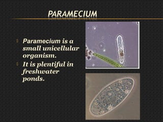 Paramecium | PPT