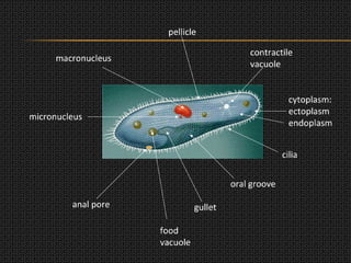 Didinium Diagram
