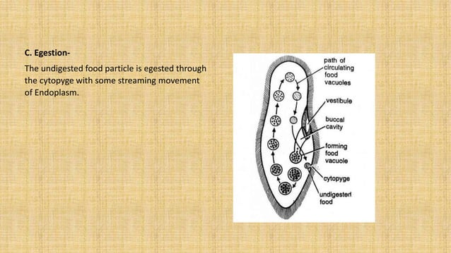 Paramecium locomotion | PPTX | Biological Sciences | Science