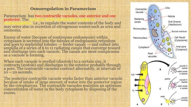 Paramecium locomotion | PPTX | Biological Sciences | Science