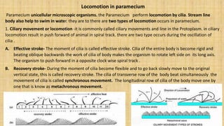 Locomotion In Paramecium