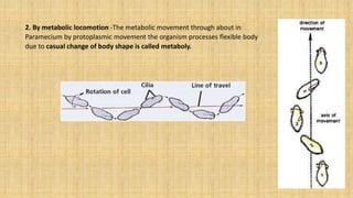 Paramecium locomotion | PPTX