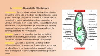 Paramecium structure | PPTX