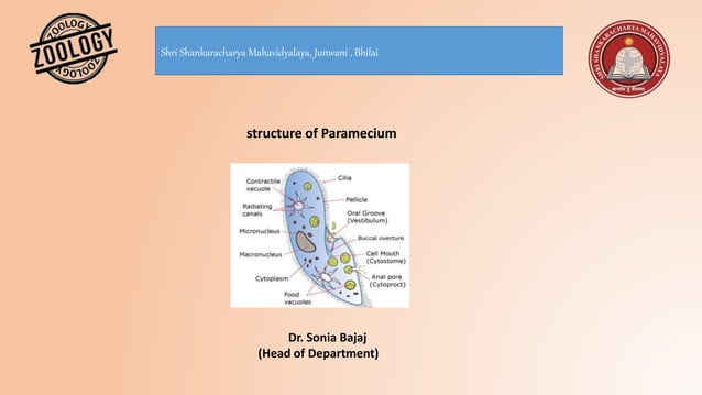 Paramecium structure | PPT
