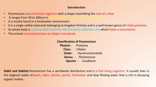 Paramecium structure | PPT