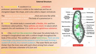 Paramecium structure | PPT