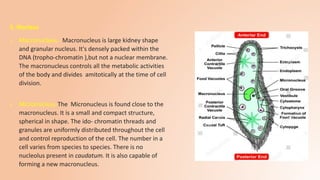 Paramecium structure | PPT