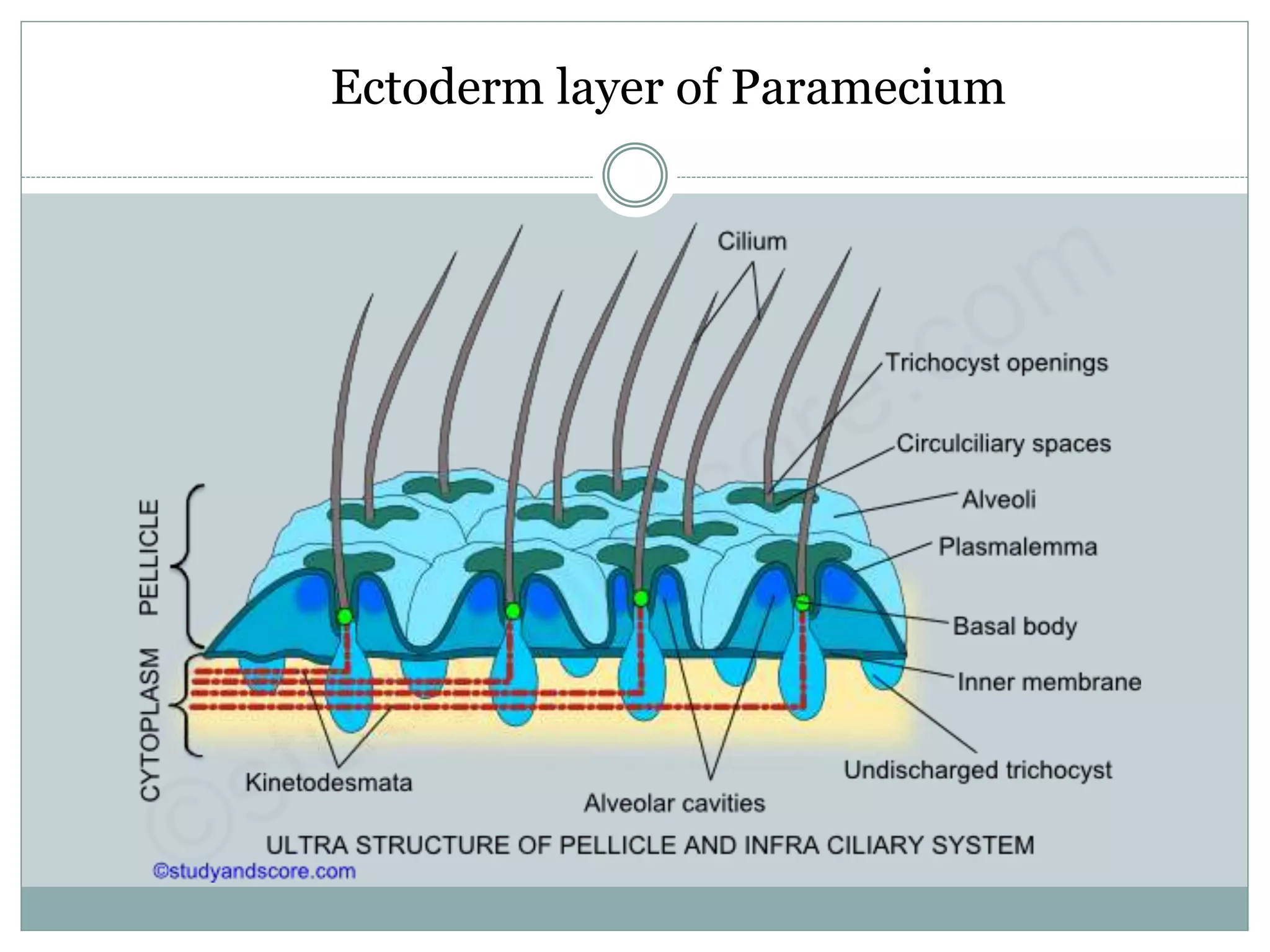 Structure and Reproduction of Paramecium | PPTX