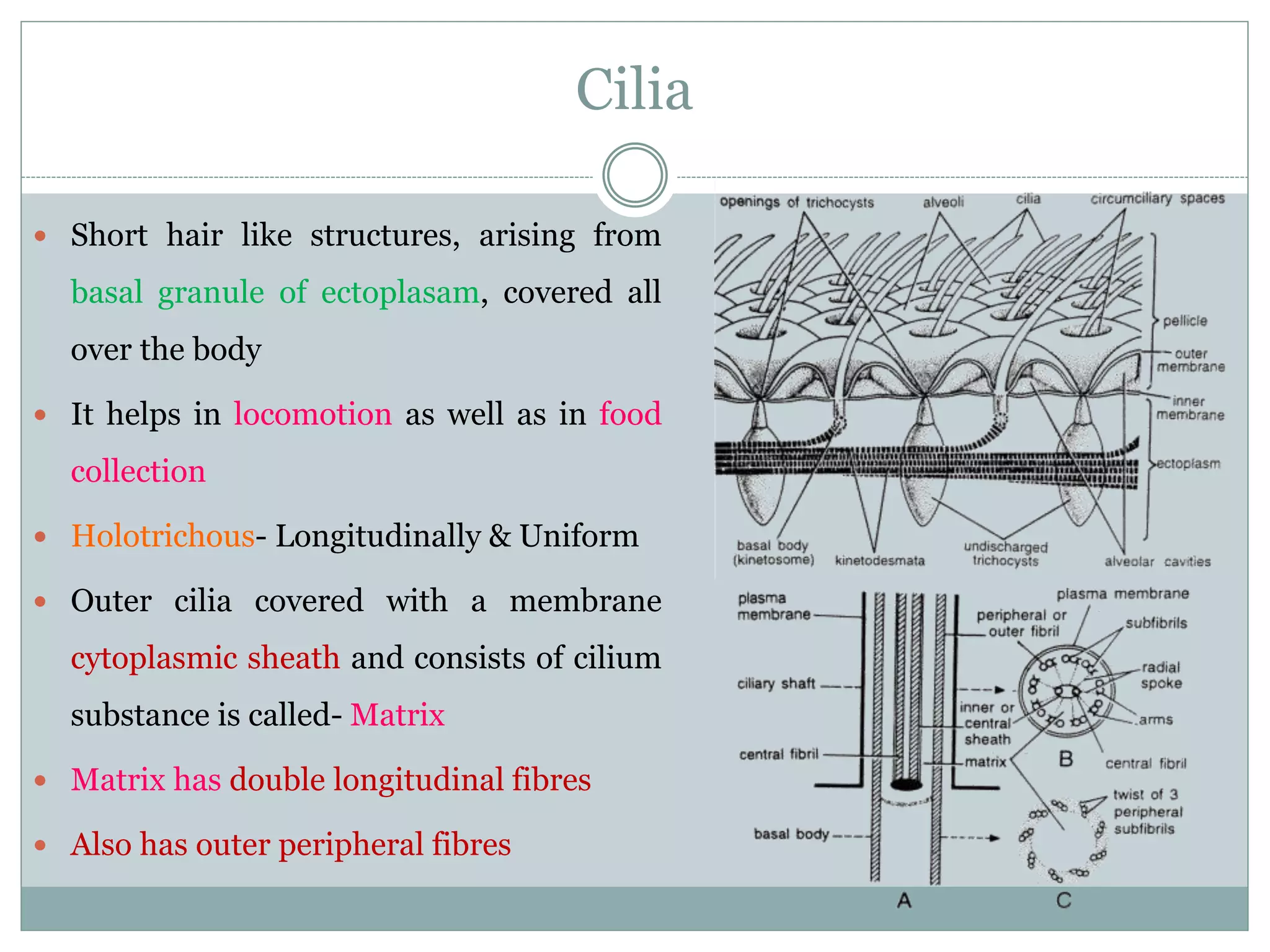 Structure and Reproduction of Paramecium | PPTX