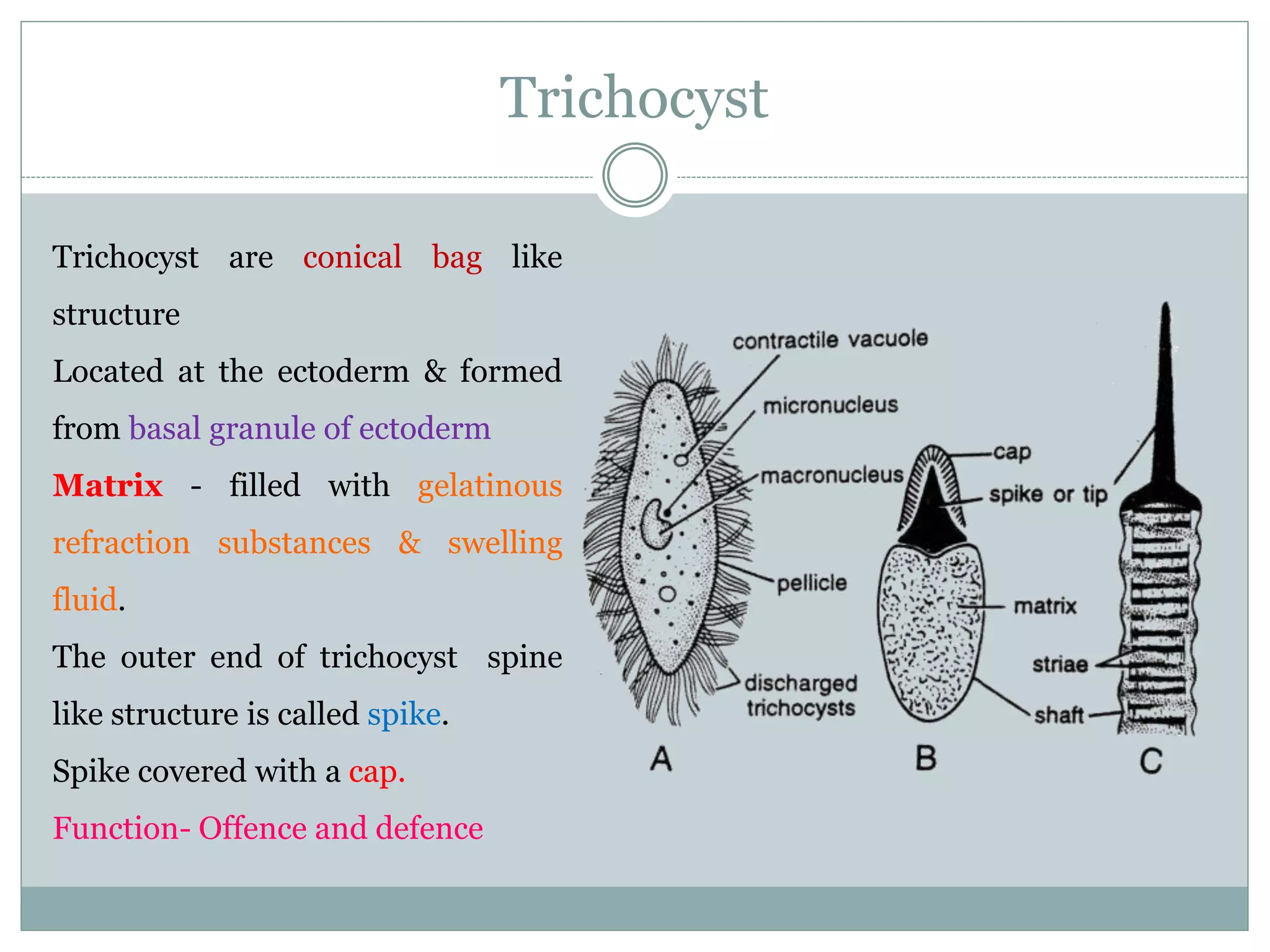 Structure and Reproduction of Paramecium | PPTX