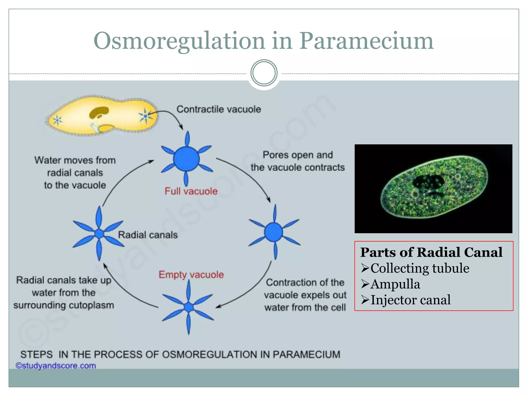 Structure and Reproduction of Paramecium | PPTX