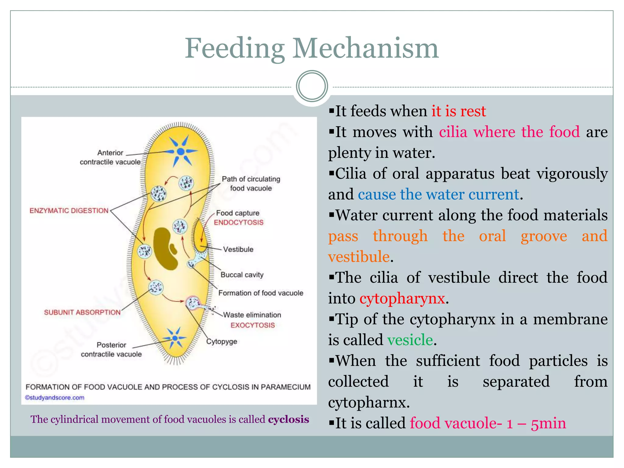 Structure and Reproduction of Paramecium | PPTX