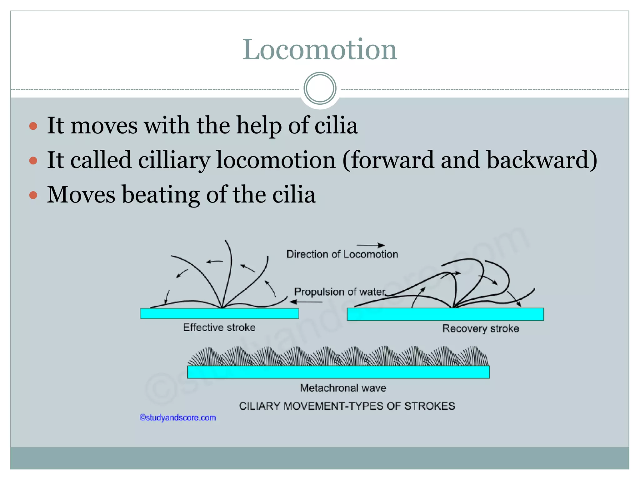 Structure and Reproduction of Paramecium | PPTX