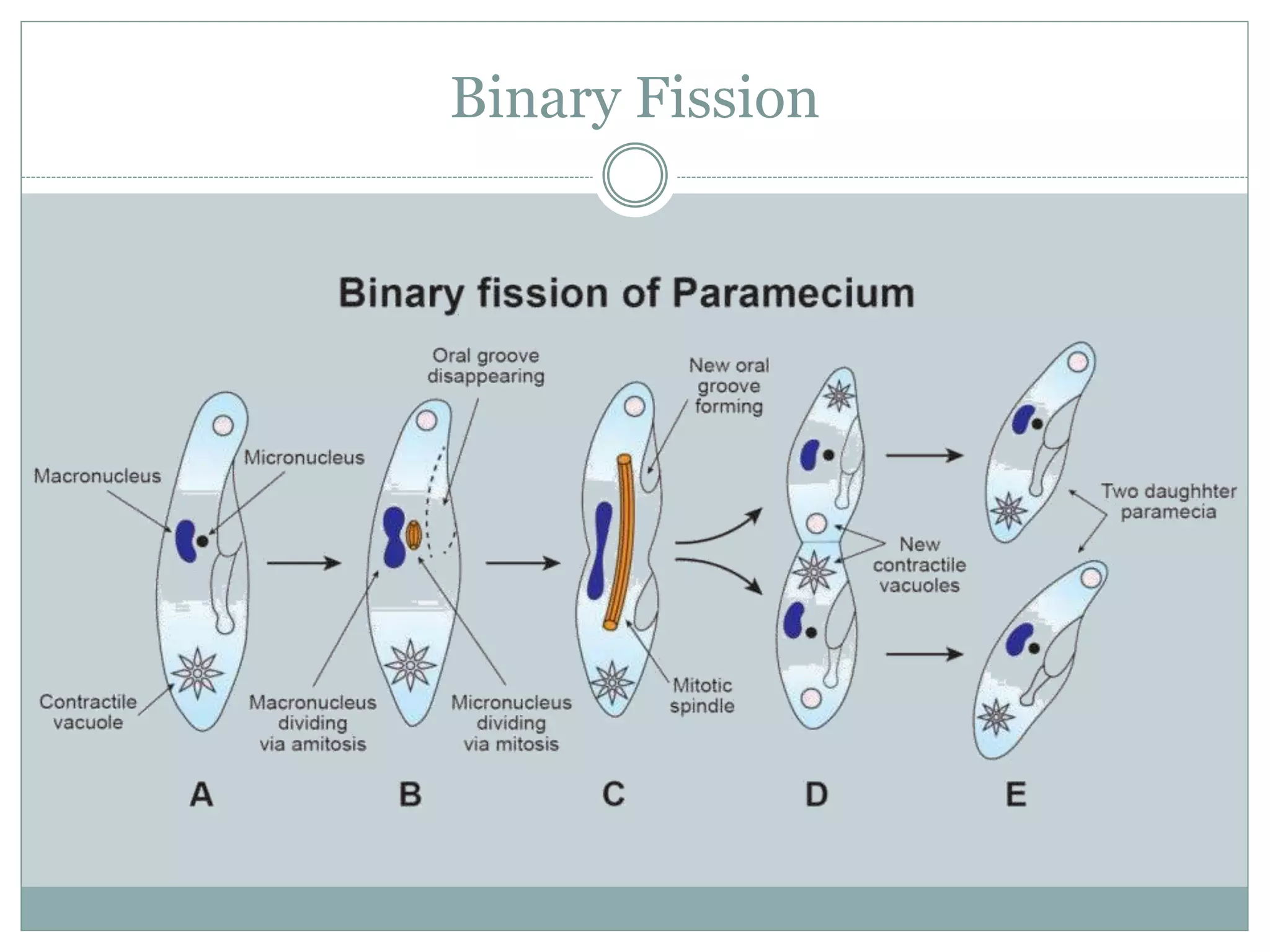 Structure and Reproduction of Paramecium | PPTX