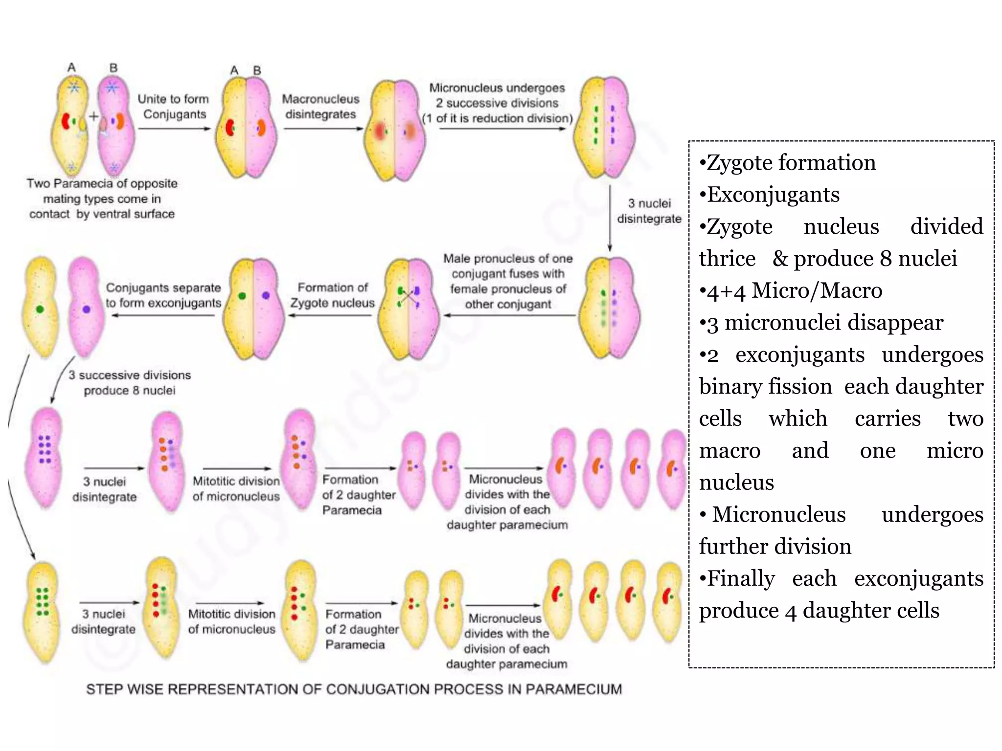 Structure and Reproduction of Paramecium | PPTX