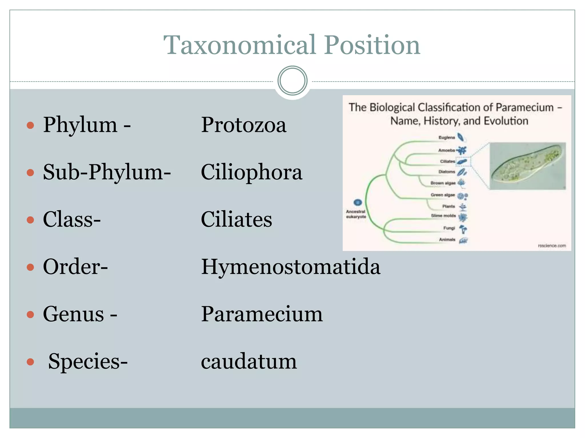 Structure and Reproduction of Paramecium | PPTX