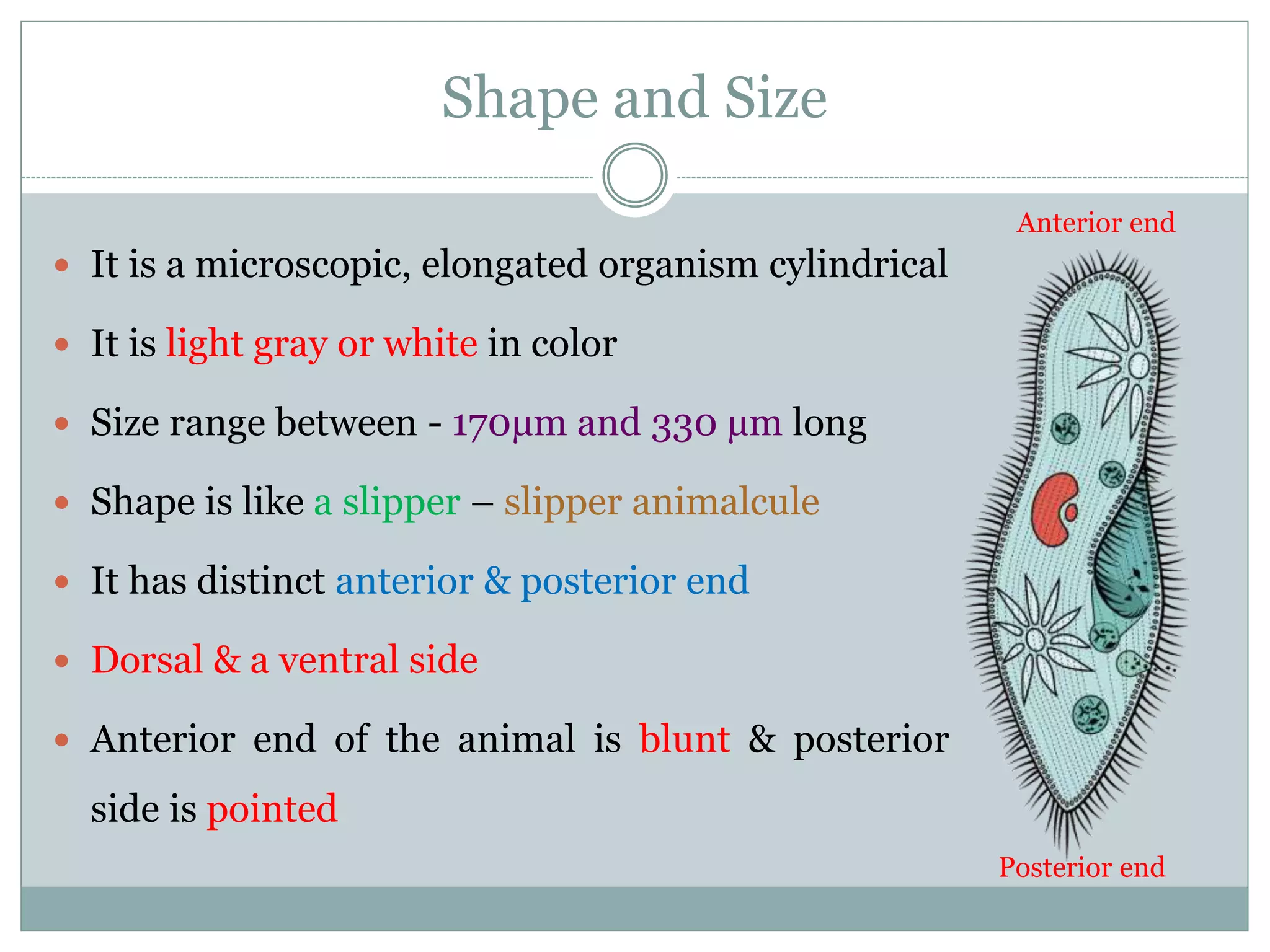 Structure and Reproduction of Paramecium | PPTX