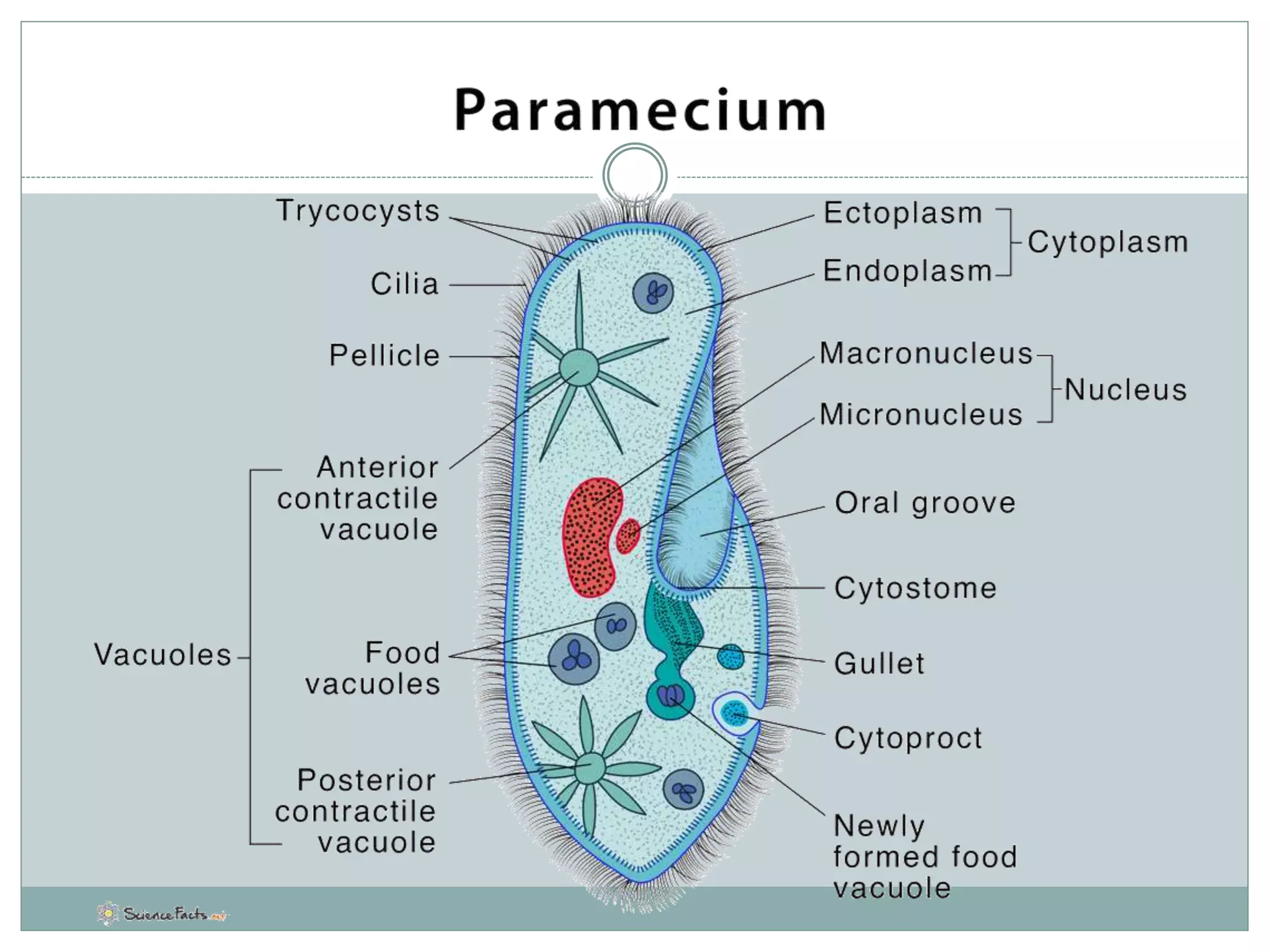 Structure and Reproduction of Paramecium | PPTX