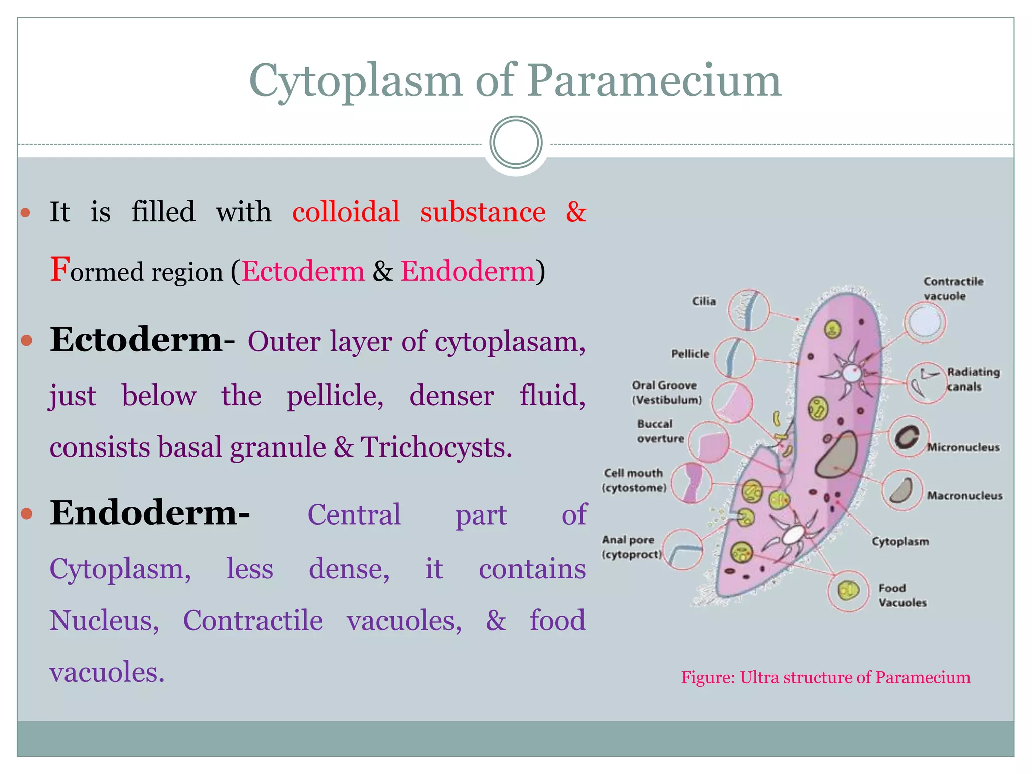 Structure and Reproduction of Paramecium | PPTX