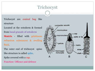 Structure and Reproduction of Paramecium | PPTX
