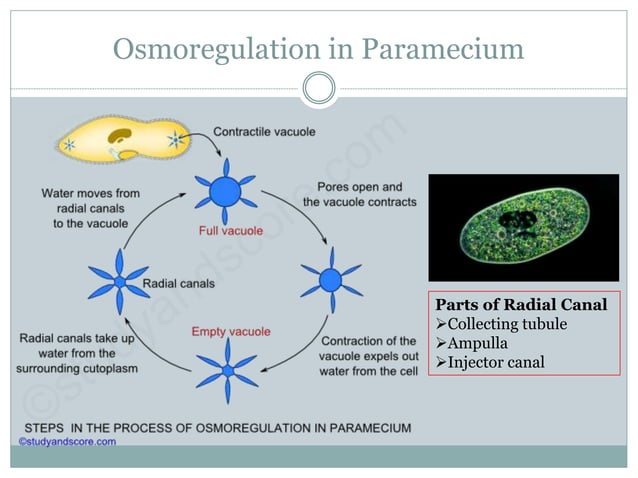 Structure and Reproduction of Paramecium | PPTX | Reproductive Health ...