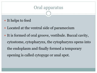 Structure and Reproduction of Paramecium | PPTX