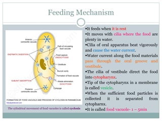 Structure and Reproduction of Paramecium | PPTX