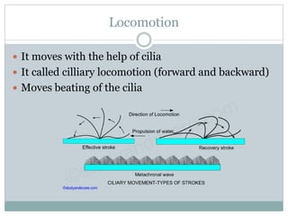 Structure and Reproduction of Paramecium | PPTX