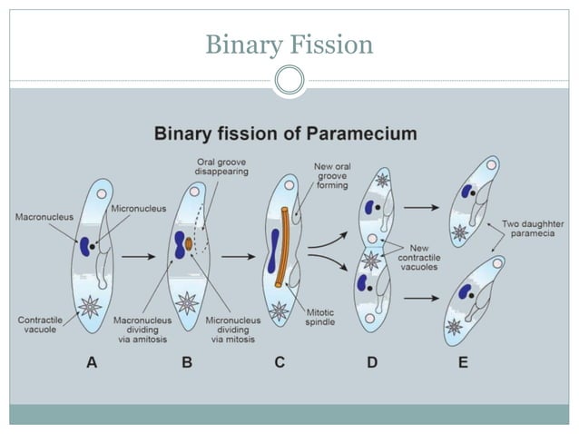 Structure and Reproduction of Paramecium | PPTX | Reproductive Health ...