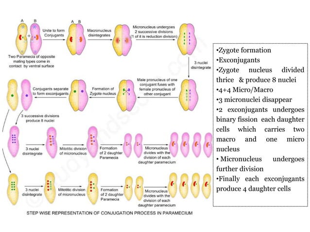 Structure and Reproduction of Paramecium | PPTX | Reproductive Health ...