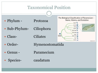 Structure and Reproduction of Paramecium | PPTX
