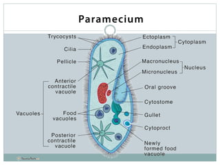 Structure and Reproduction of Paramecium | PPTX