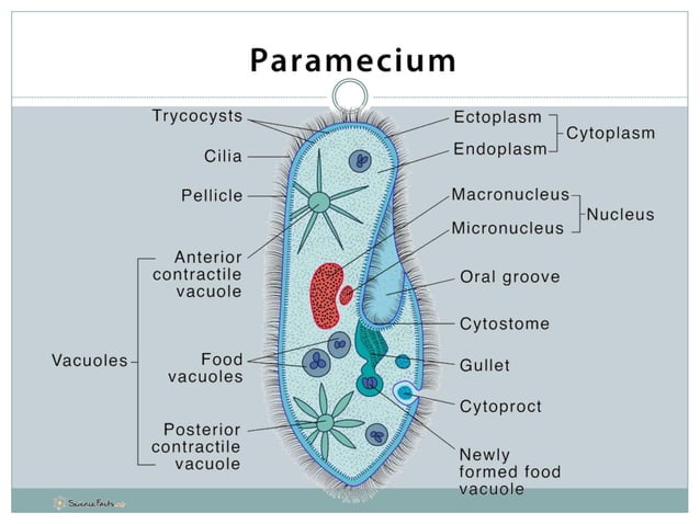 Structure and Reproduction of Paramecium | PPTX | Reproductive Health ...