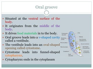 Structure and Reproduction of Paramecium | PPTX