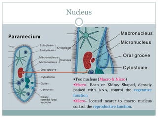 Structure and Reproduction of Paramecium | PPTX | Reproductive Health ...