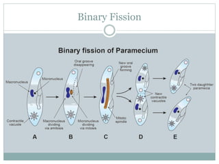 Paramecium Caudatum Fission