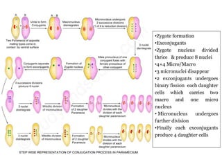 Paramecium Caudatum Conjugation