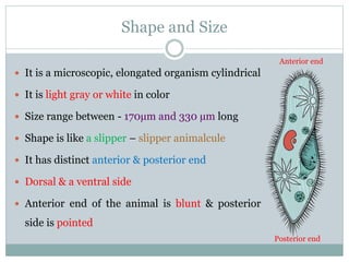 Structure and Reproduction of Paramecium | PPTX | Reproductive Health ...