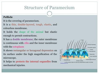 Paramecium Pellicle