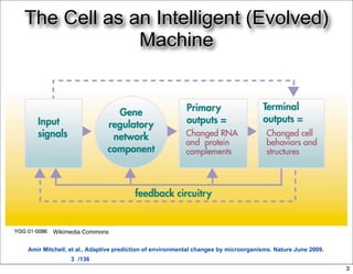 P Systems Model Optimisation by Means of Evolutionary Based Search Algorithms | PPT