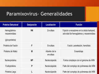 Estructura De Paramixovirus