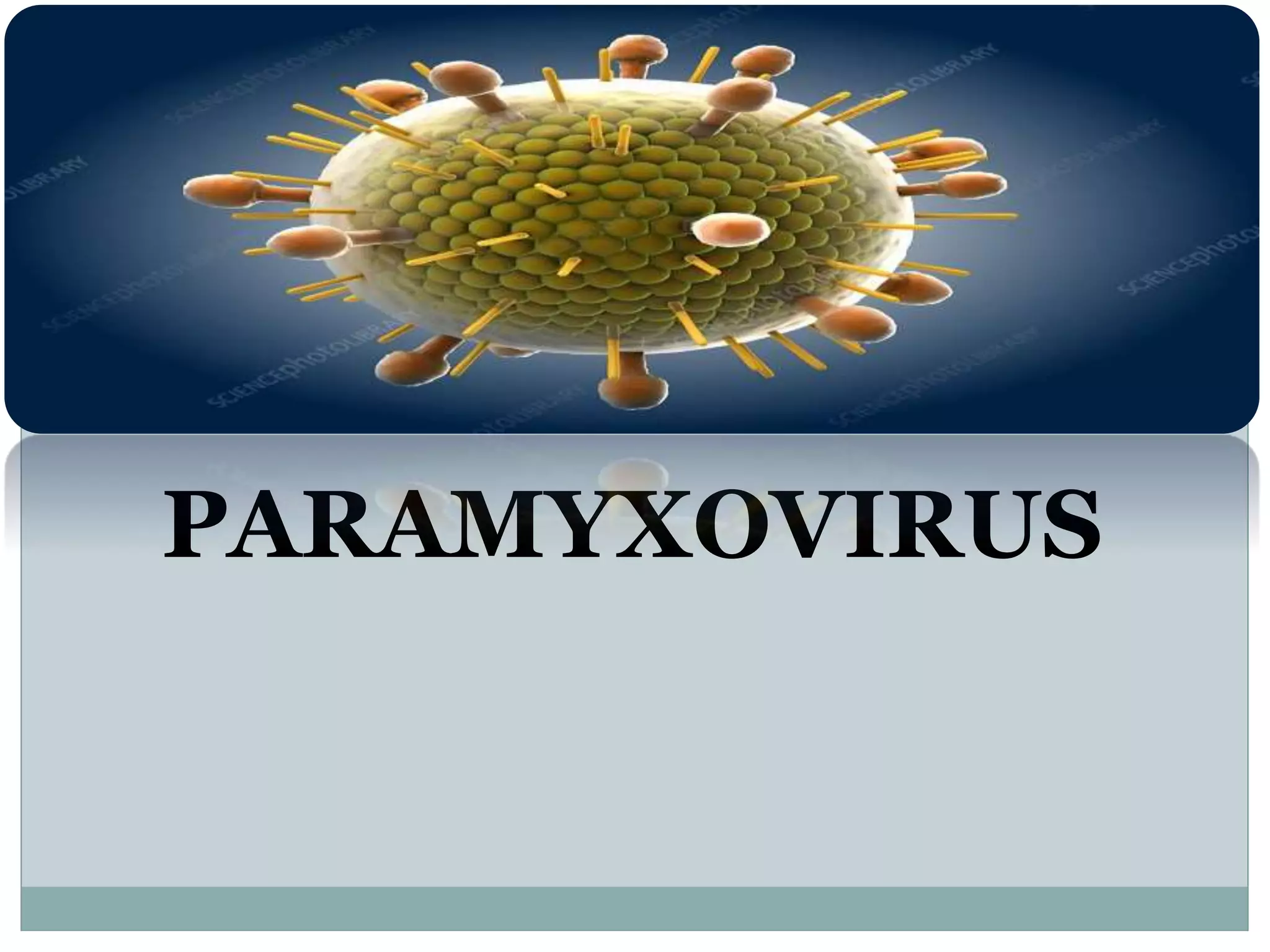 paramyxovirus.ppt