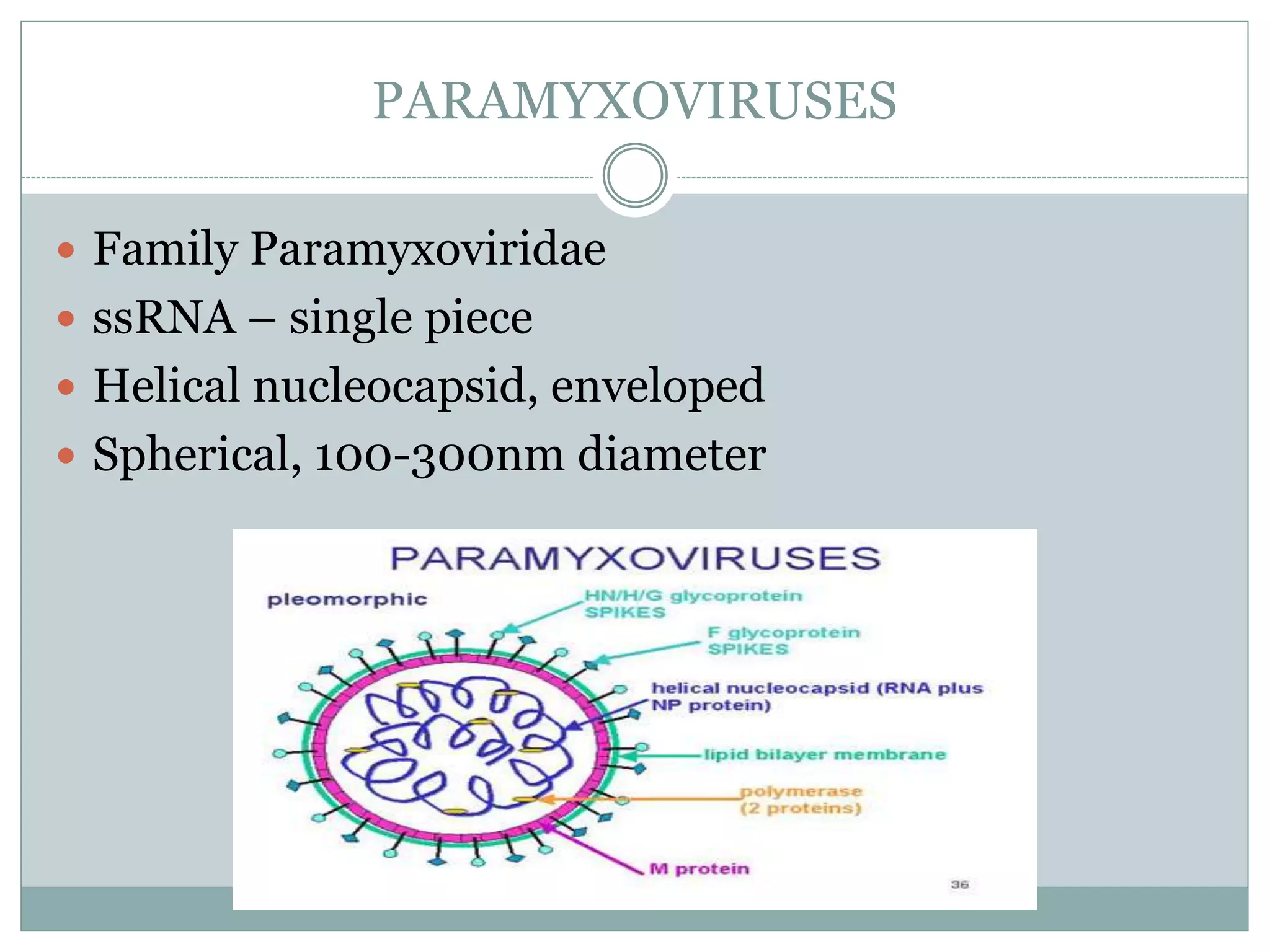 paramyxovirus.ppt