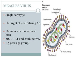 paramyxovirus.ppt
