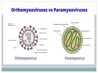 paramyxovirus.ppt