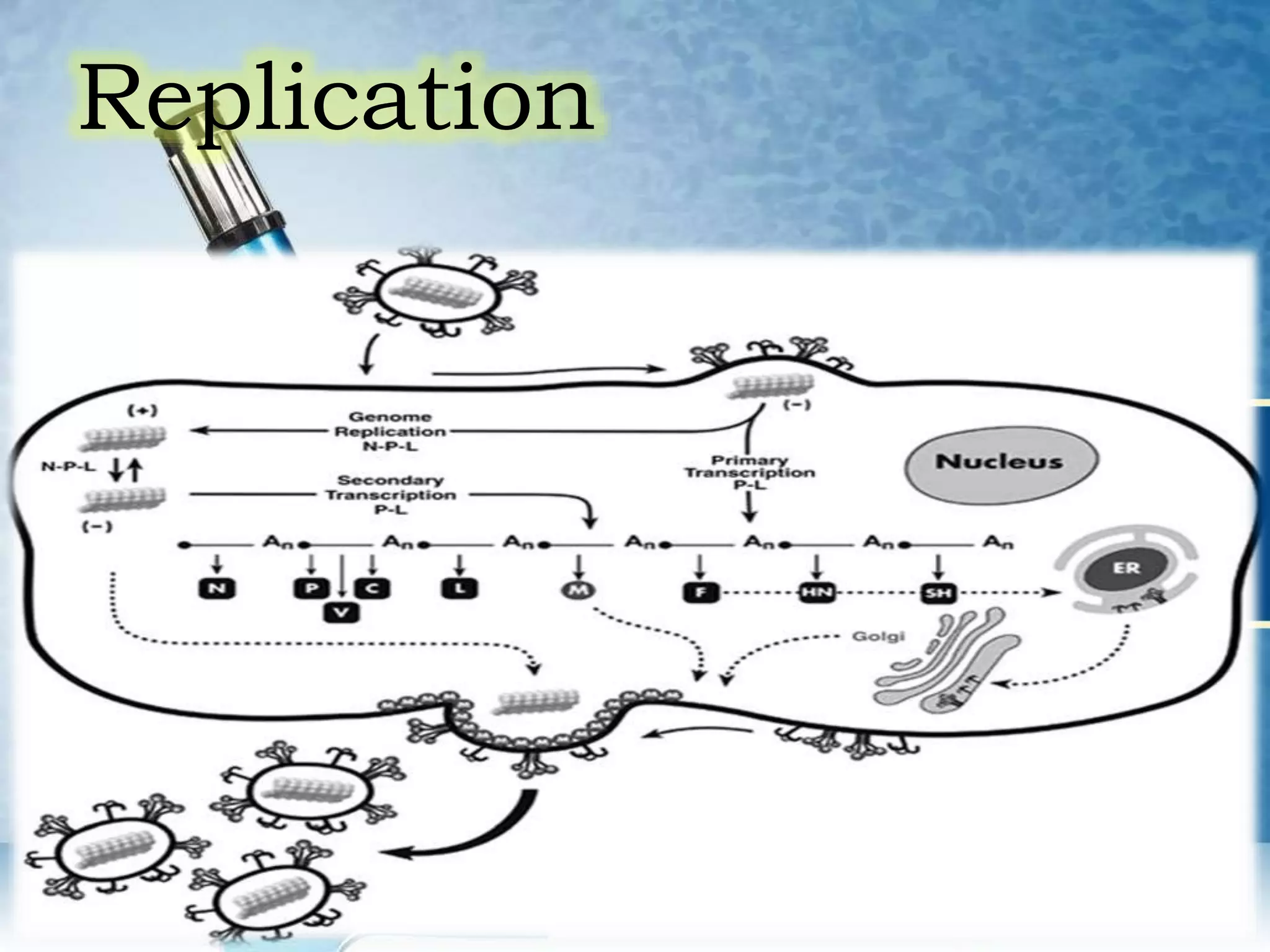 Paramyxovirus | PPTX | Infectious Diseases | Diseases and Conditions