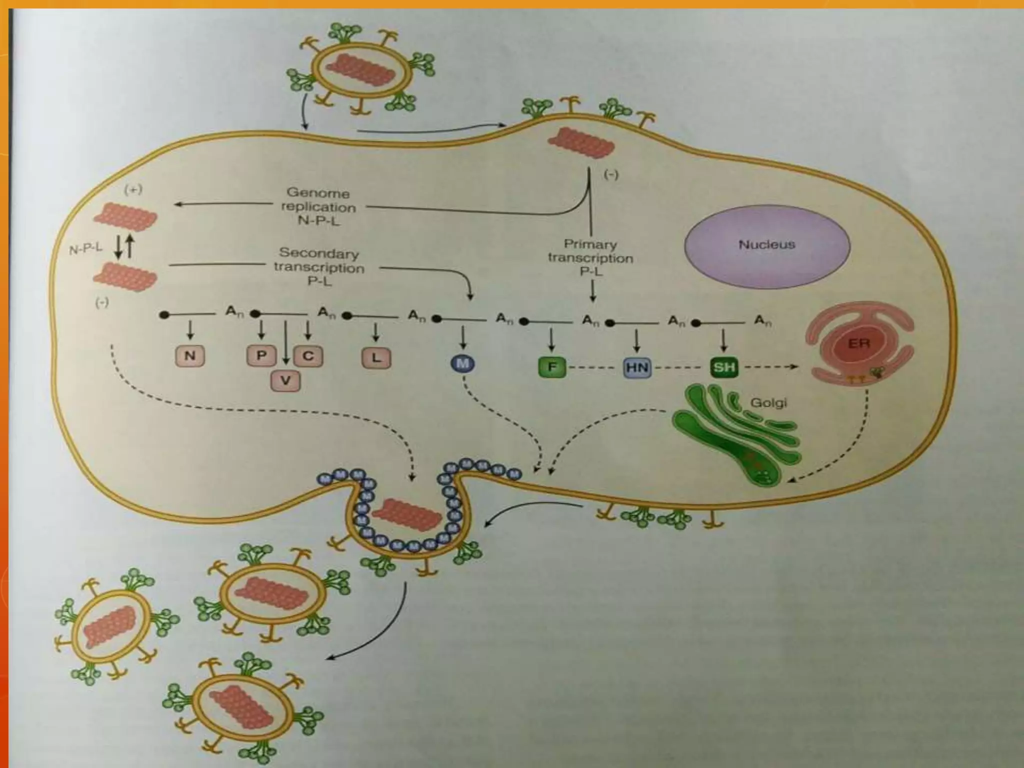 Paramyxo virus Classification Symptoms and Lab diagnosis | PPTX