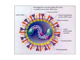 paramyxovirus classification, examples and the infections.pptx